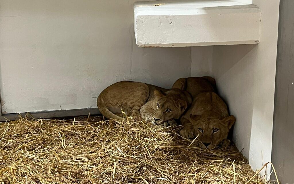 Lion and 3 lionesses arrive at Haifa zoo from Czech Republic amid ...
