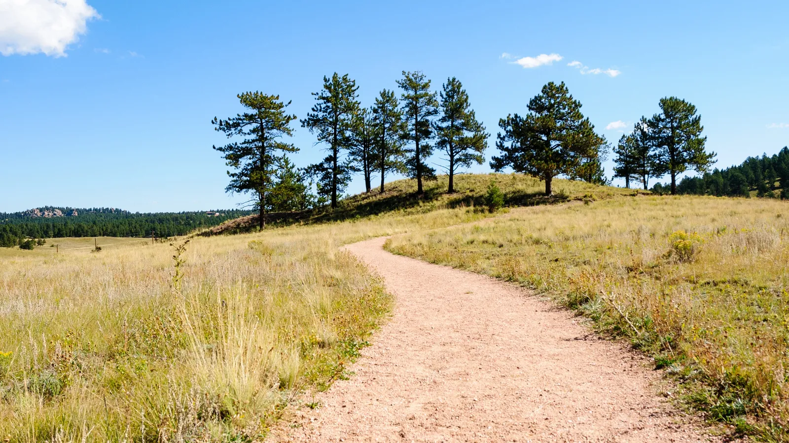 Colorado park site offers ancient tree formations as alternative to ...