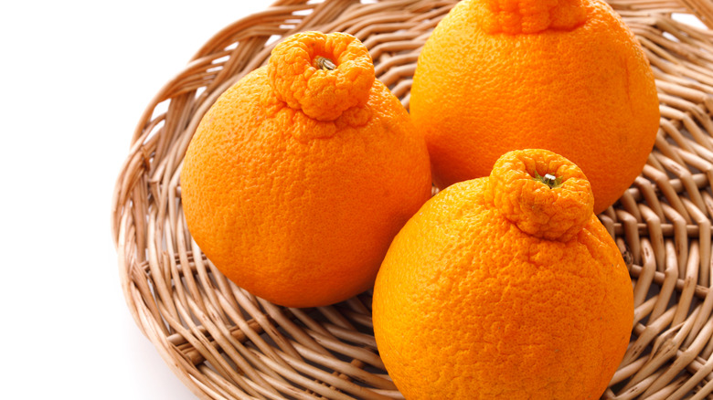 Do satsuma and shiranui mandarins taste different?