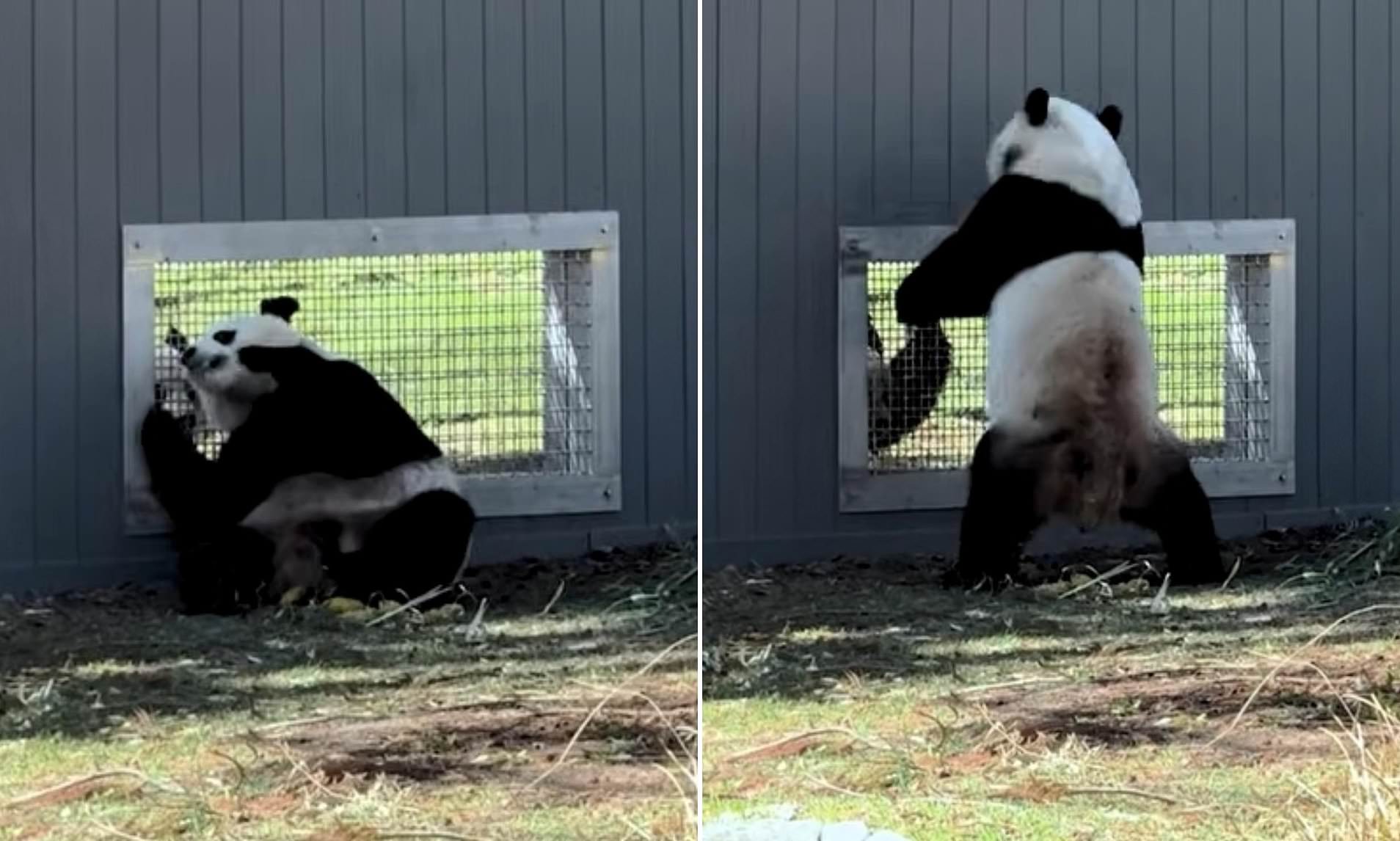 Pandas caught 'flirting' through a window in major milestone for the ...