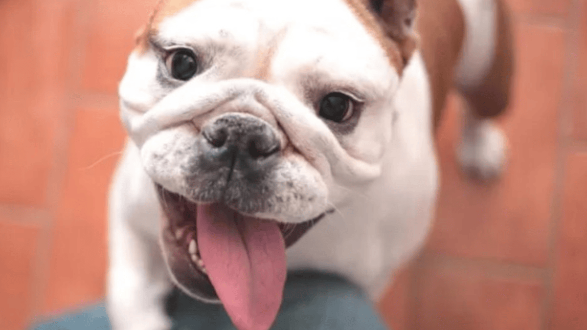 Veterinarians say these 5 dog breeds are not ideal pets due to their ...
