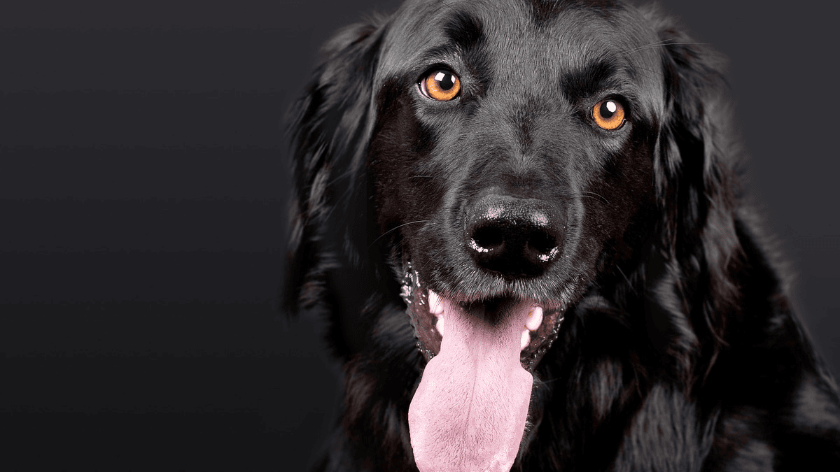 6 things dogs do when they sense something is wrong with you