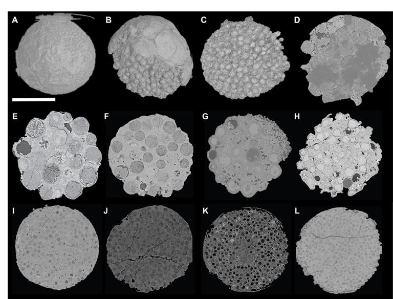 Embryo-like fossils from southern China offer new clues about ancient life