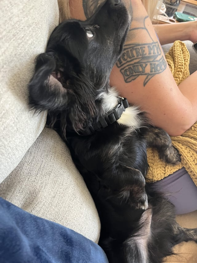 22 downward doggo yoga pics for a namaste kinda Sunday