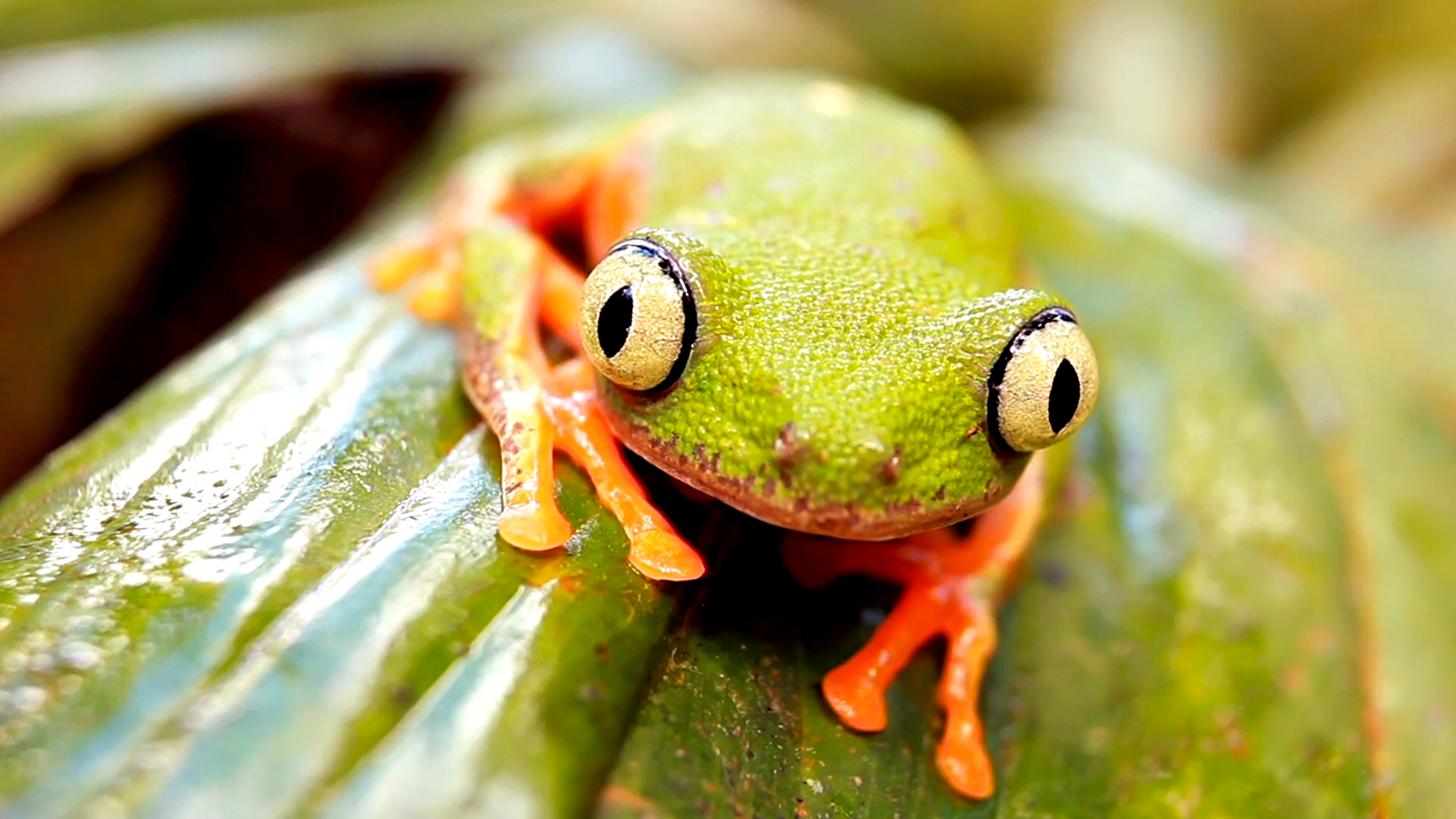 Watch what happens when a frog closes its eyes