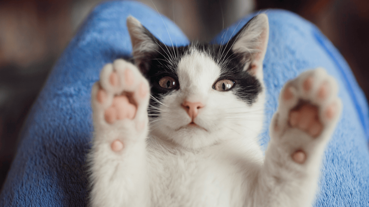 7 everyday things you do that your cat secretly loves