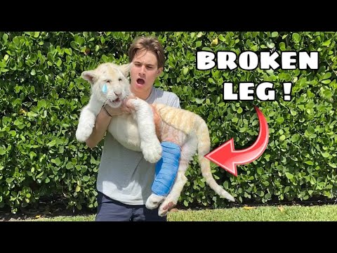 Our baby tiger’s recovery journey begins