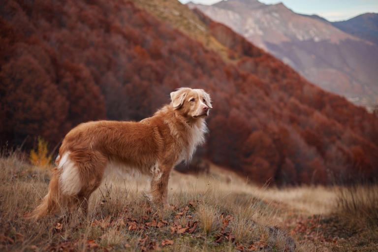 New study reveals dogs were domesticated over 15,000 years ago ...