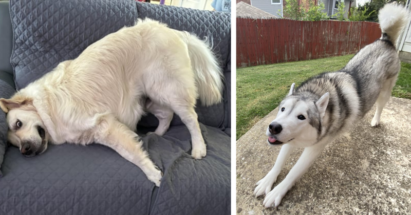 22 downward doggo yoga pics for a namaste kinda Sunday