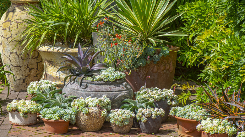 21 fast-growing succulent plants to consider growing