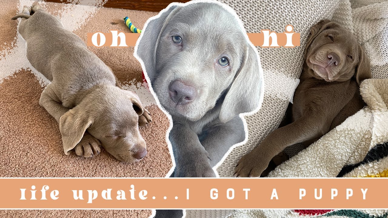 Introducing the newest member of the family