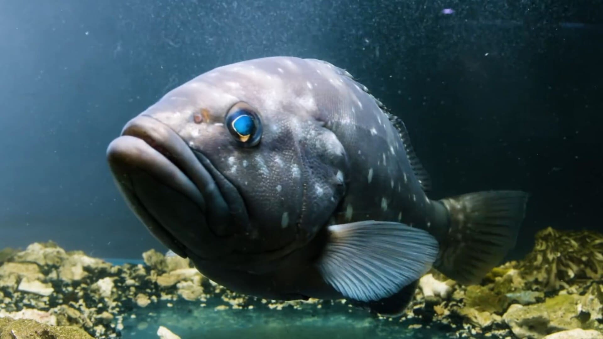 Snowy grouper decline highlights impact of overfishing