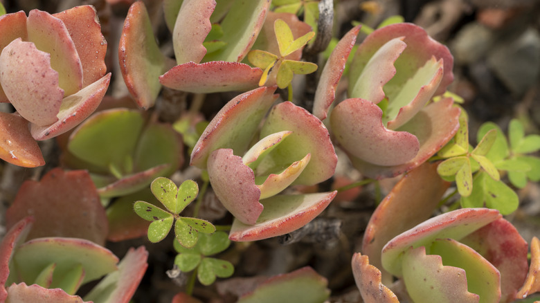 21 fast-growing succulent plants to consider growing