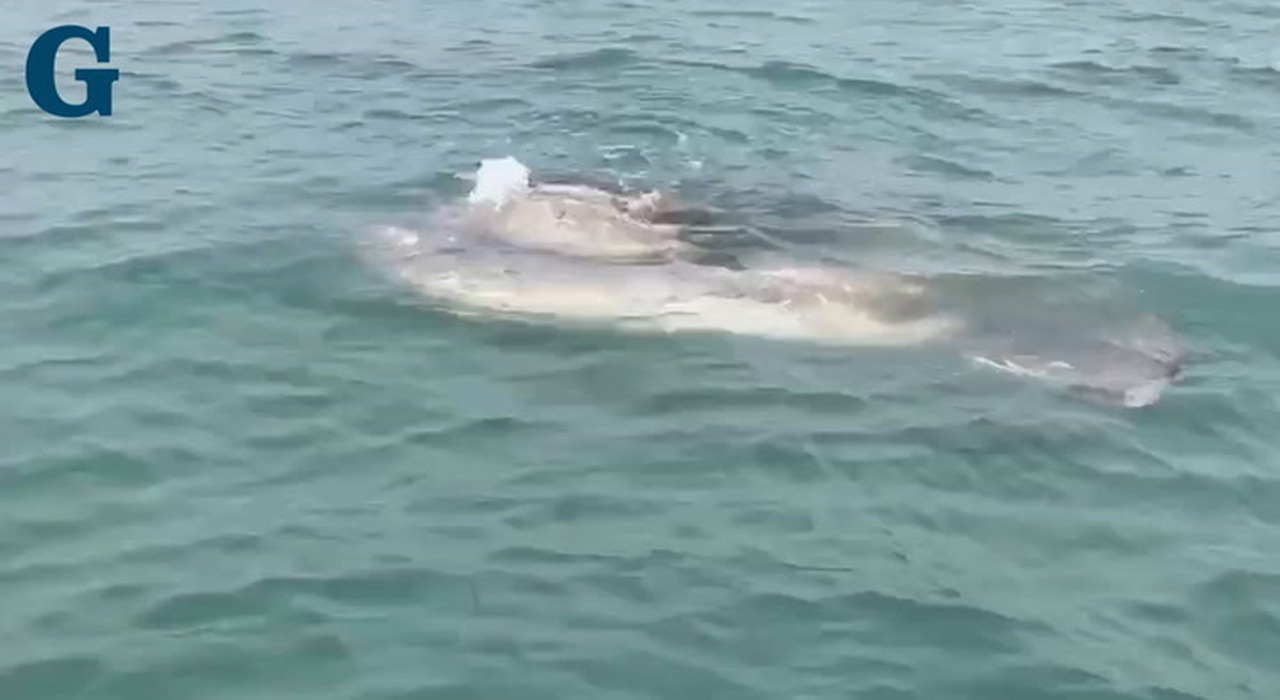 Pesce luna avvistato vicino all’isola delle Grazie, i vogatori ...