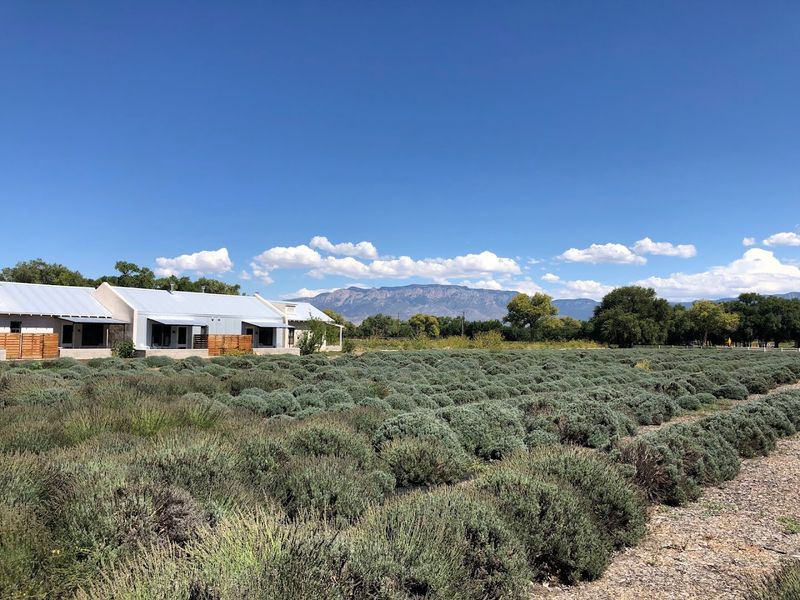 This historic New Mexico farm stay is a dreamy hidden oasis that feels ...