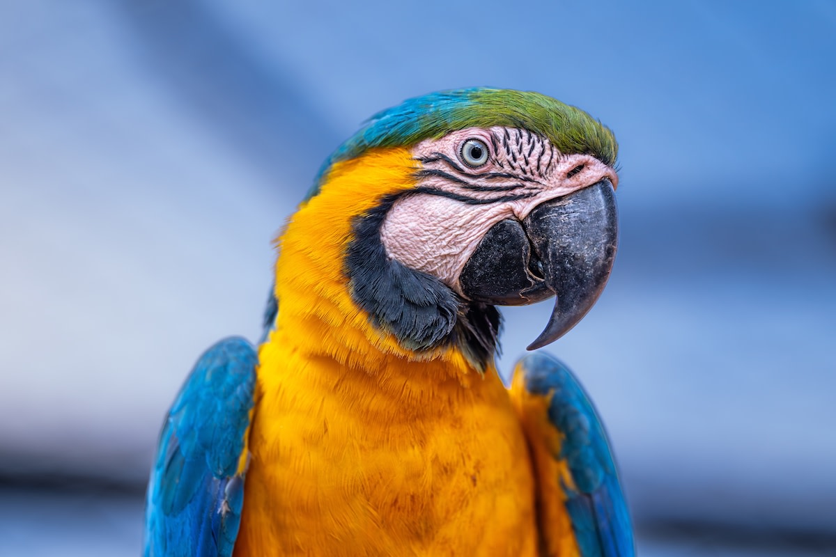 Little girl helps disabled parrot 'fly' in heartwarming friendship video