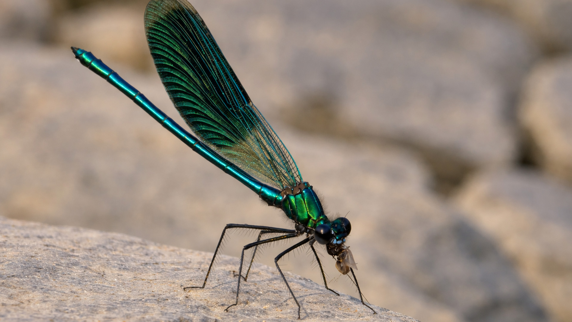 Unexpected insect behavior filmed by a macro forest camera