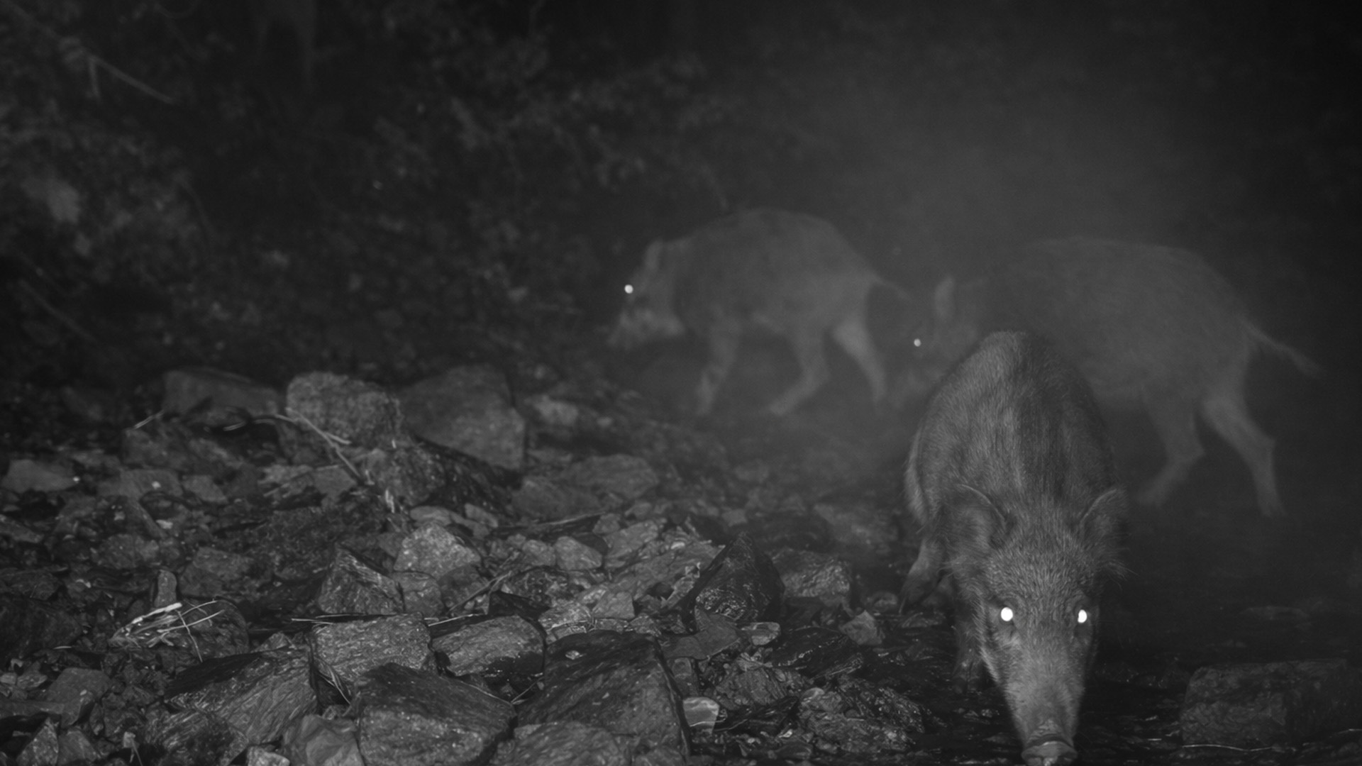 Night vision camera reveals wild boars roaming the forest floor