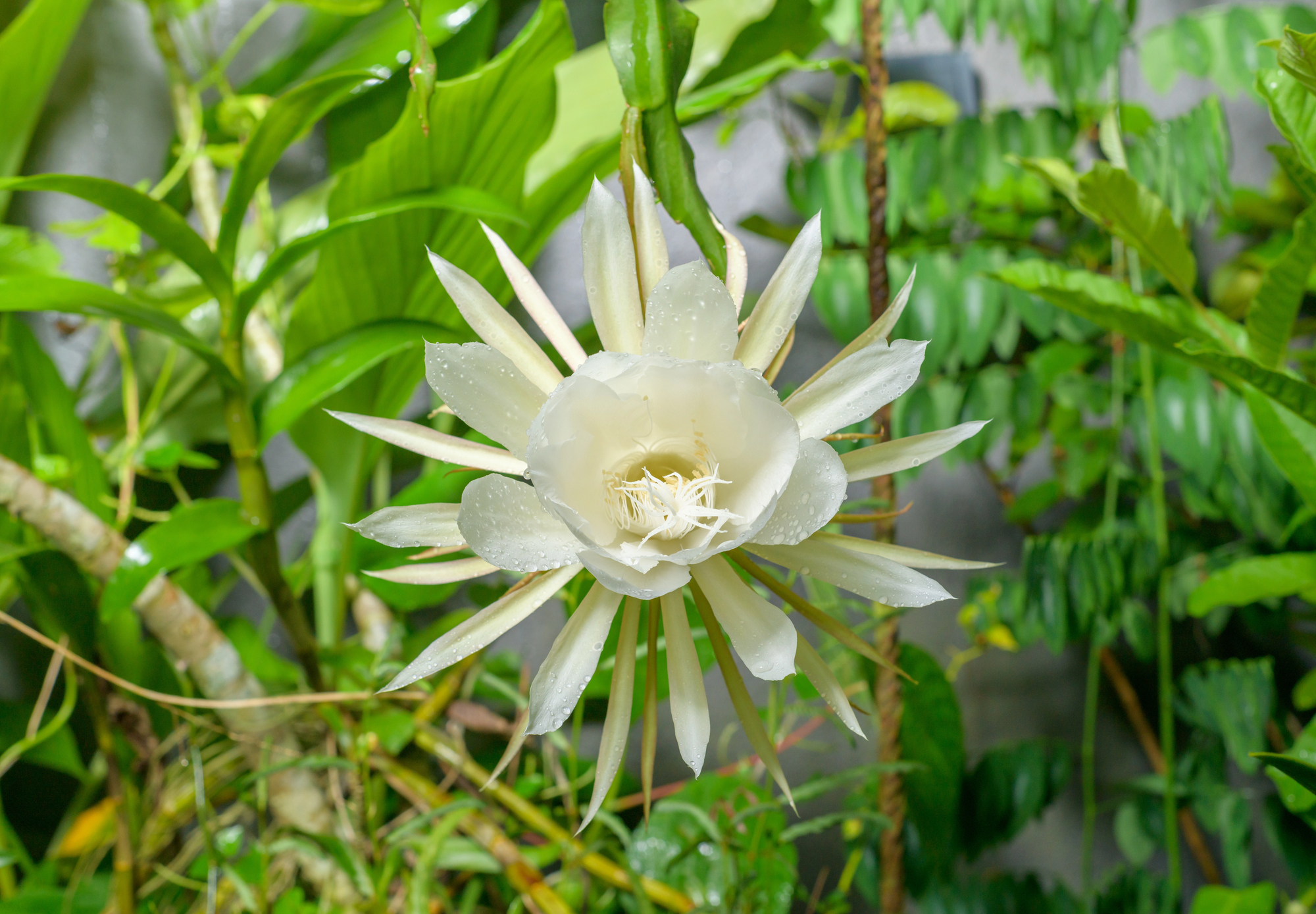 Rare plants with the most fragrant flowers