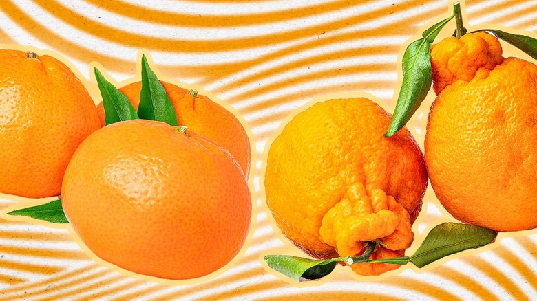 Do satsuma and shiranui mandarins taste different?