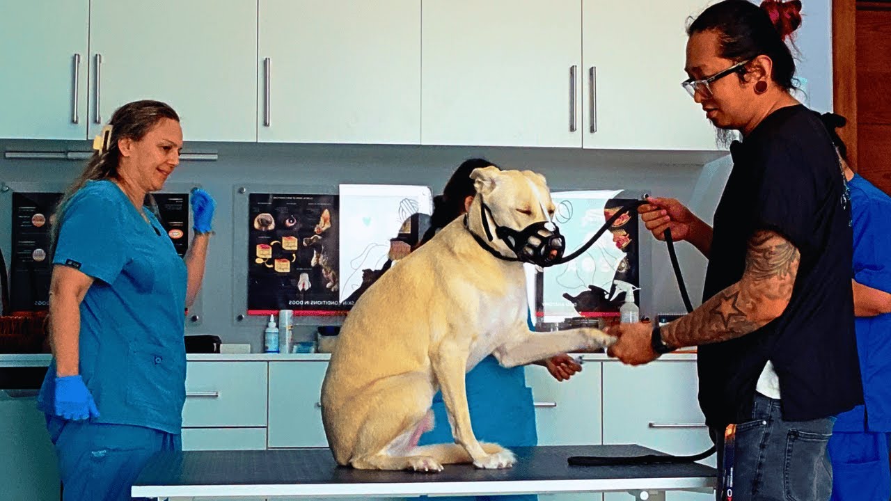 Working with Liam, a reactive dog