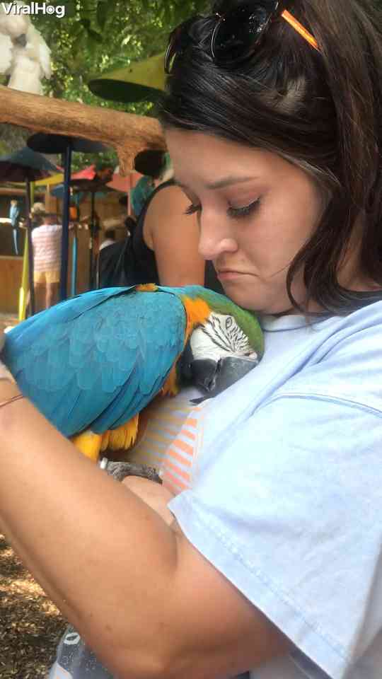 Affectionate parrot shares sweet moment