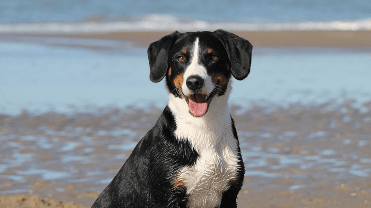 13 surprising things your dog can sense about you that you wouldn't ...