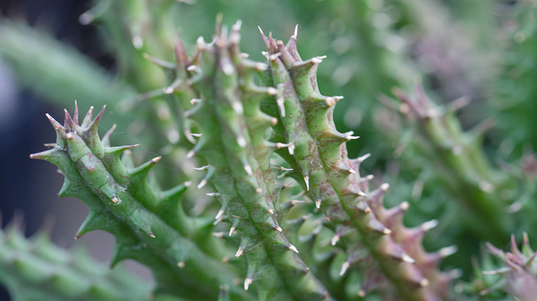 21 fast-growing succulent plants to consider growing