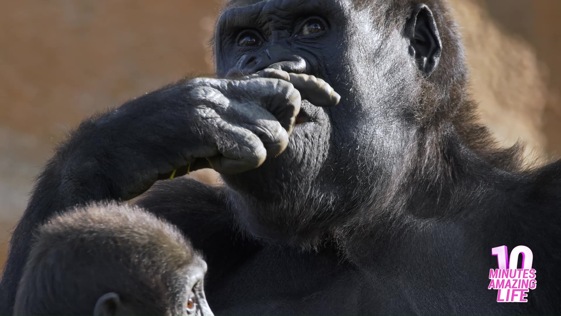 This gorilla shows a human-like thinking moment