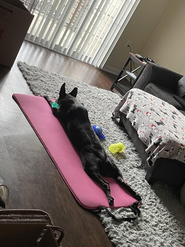22 downward doggo yoga pics for a namaste kinda Sunday