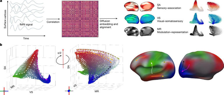 First functional brain atlas shows how communication networks change ...