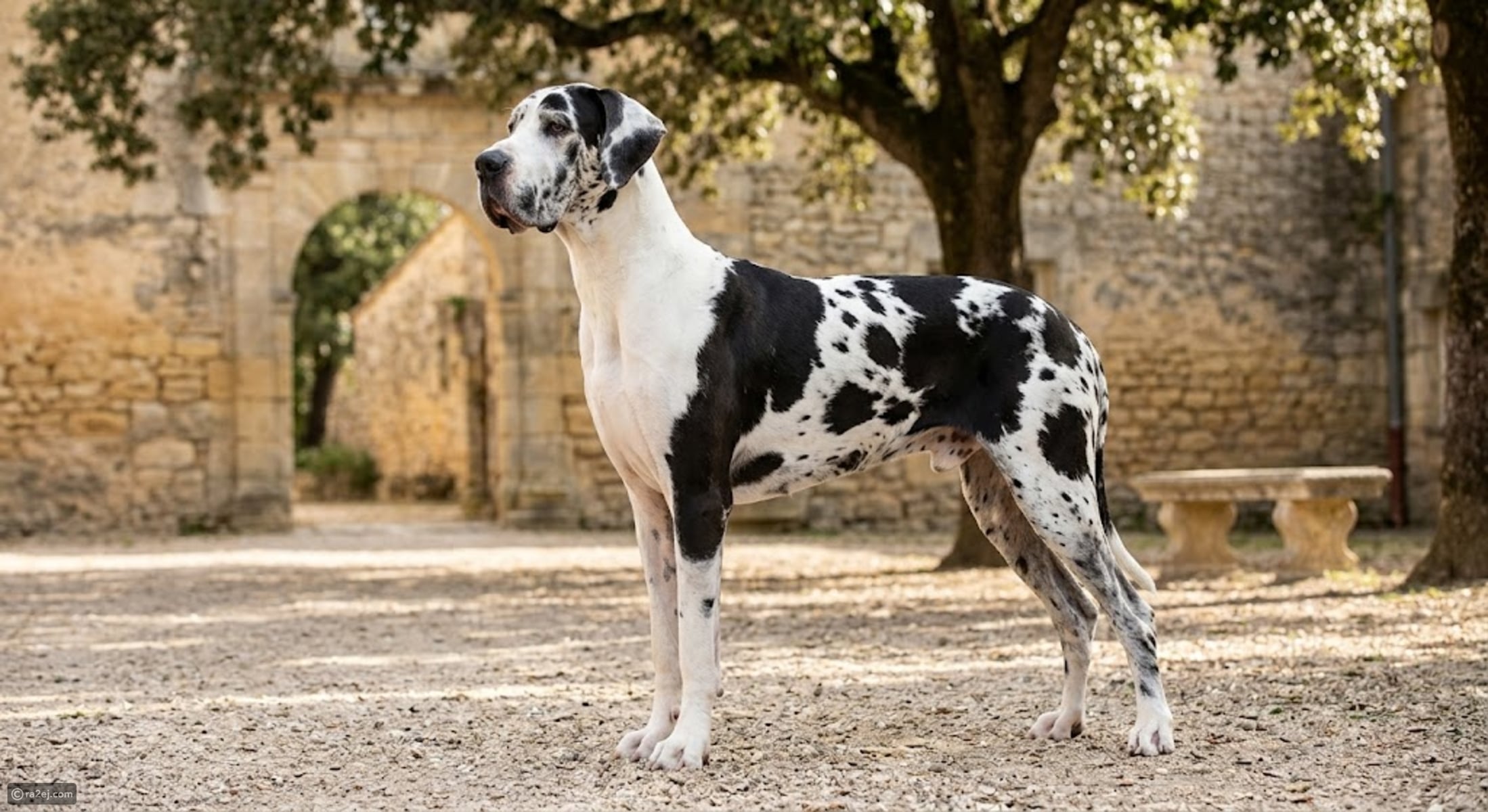 I’m a vet and there are 10 dog breeds I would never own
