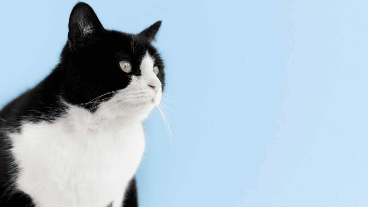 9 behavior changes in your cat you should never ignore