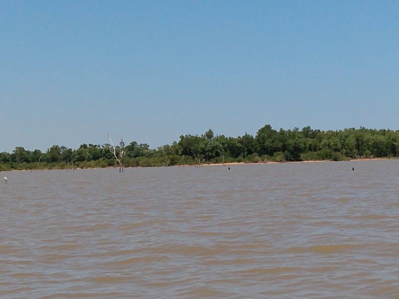 This Oklahoma lake used to cover the forest floor, now it reveals tree ...