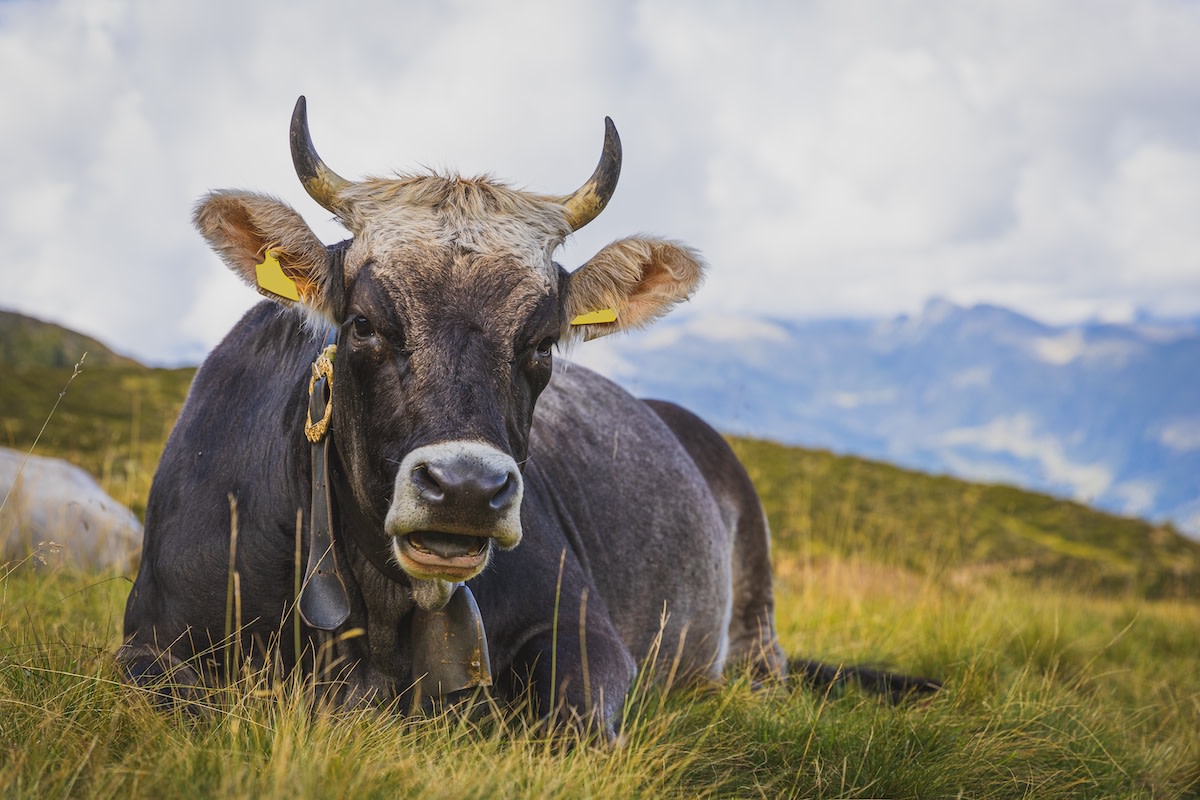 Betty the cow demands goodnight kiss from dad after late arrival