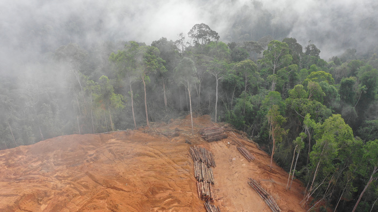 What is red palm oil and how is it best used?