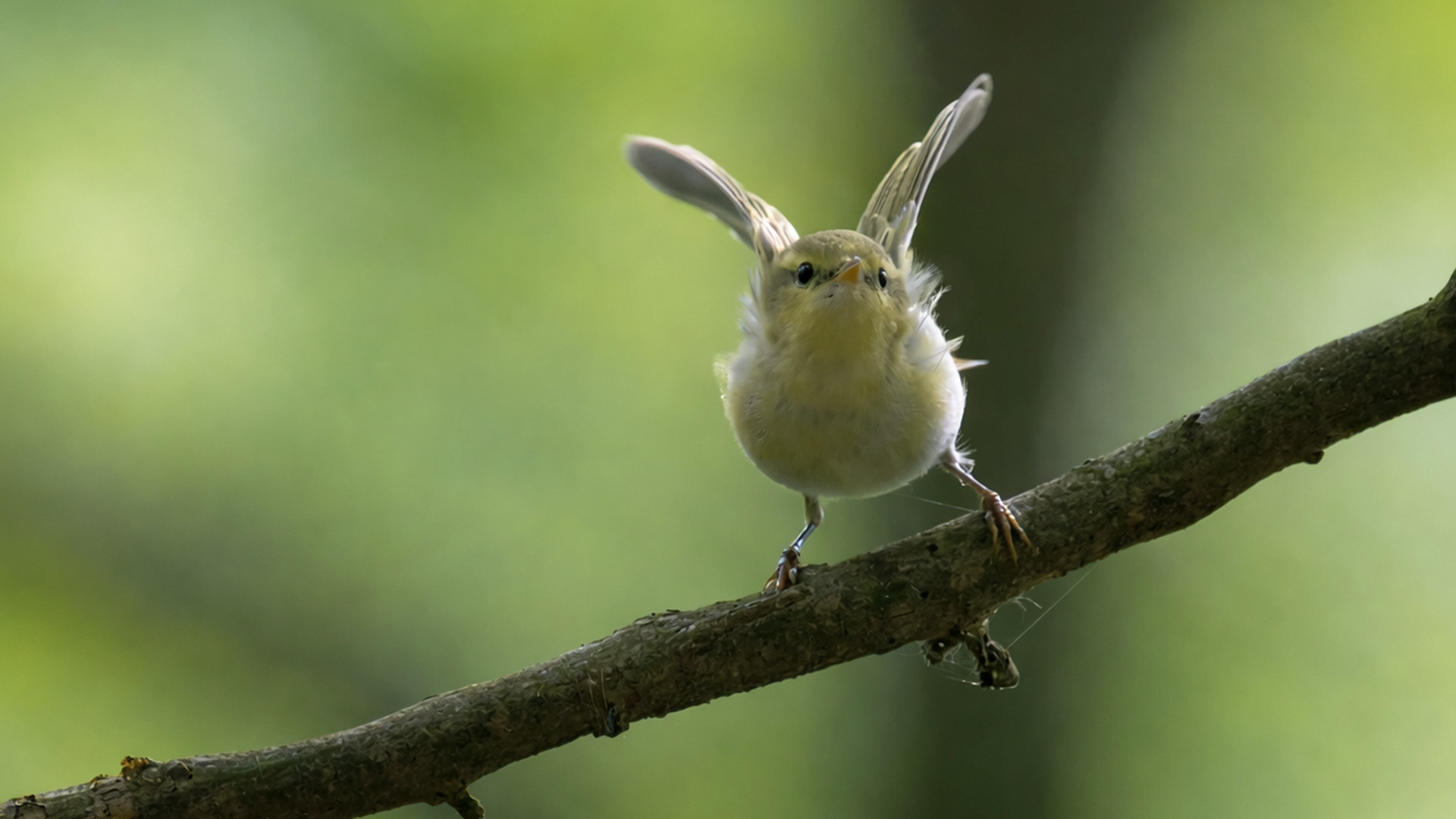 Tiny bird suddenly performs in front of a hidden camera