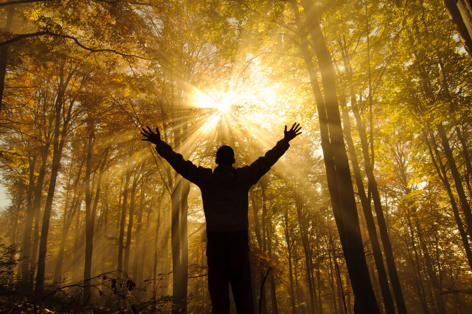 Journey into the most ancient forests on Earth