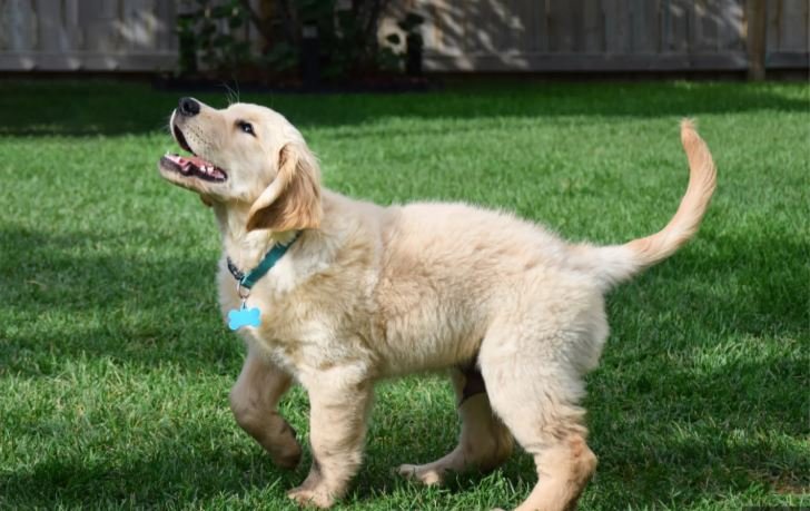Dog owner notices her puppy is quieter than usual and then discovers ...