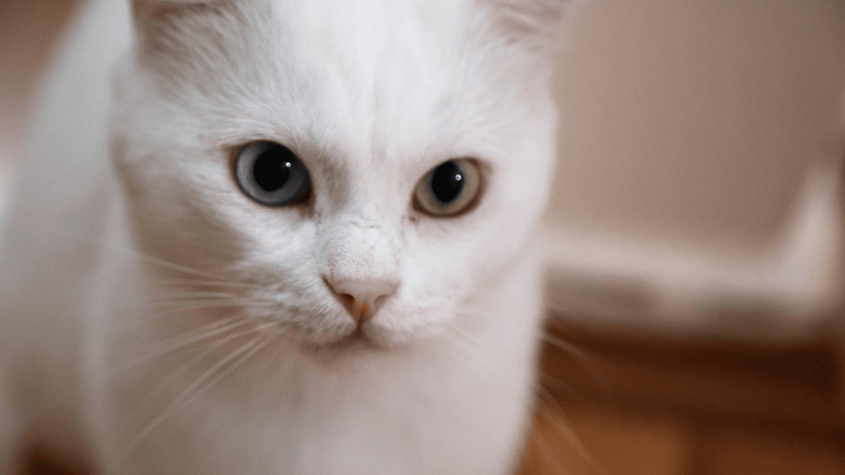 10 things your cat wishes you would stop doing