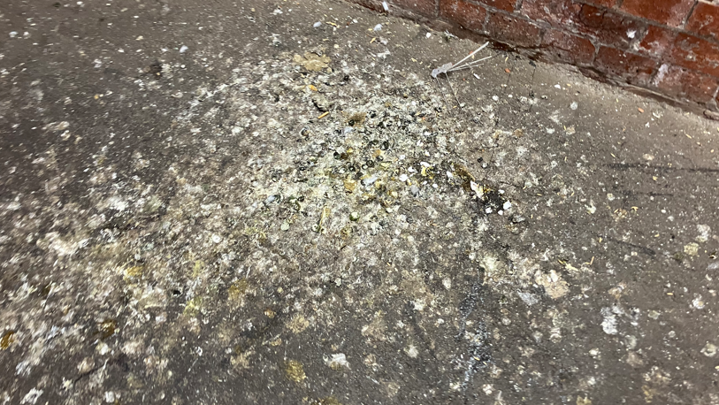 People warn of pigeon poo 'health hazard'