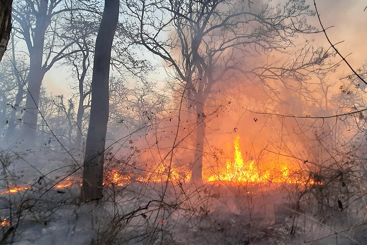 How to tame forest fires