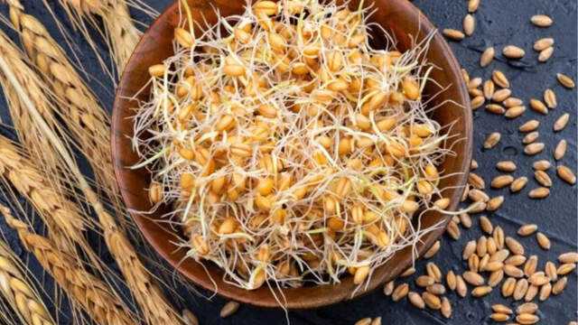 Health benefits of eating sprouted wheat every morning