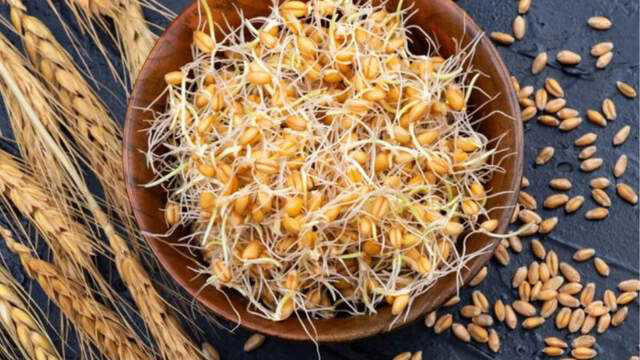 Health benefits of eating sprouted wheat every morning