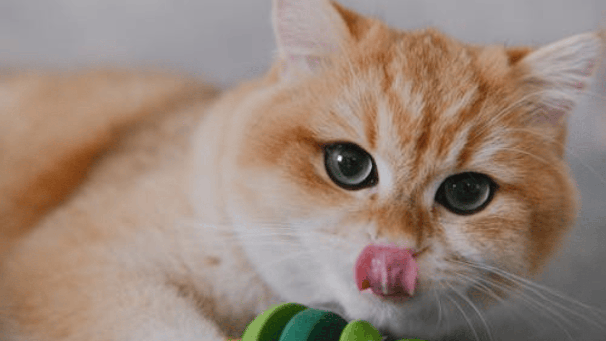 8 signs your cat fully trusts you with its life