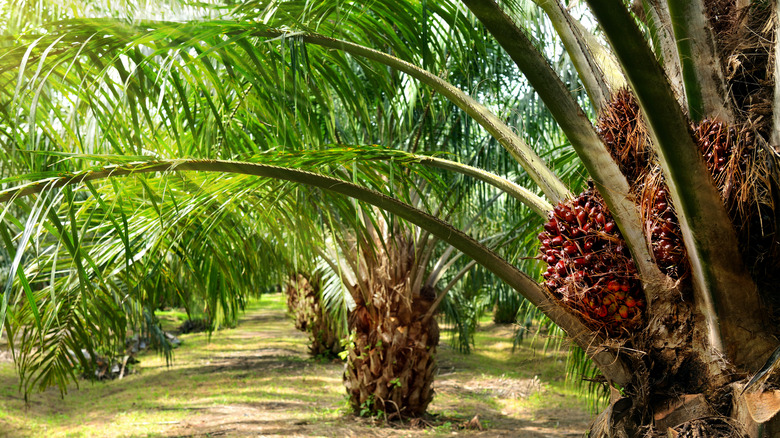 What is red palm oil and how is it best used?
