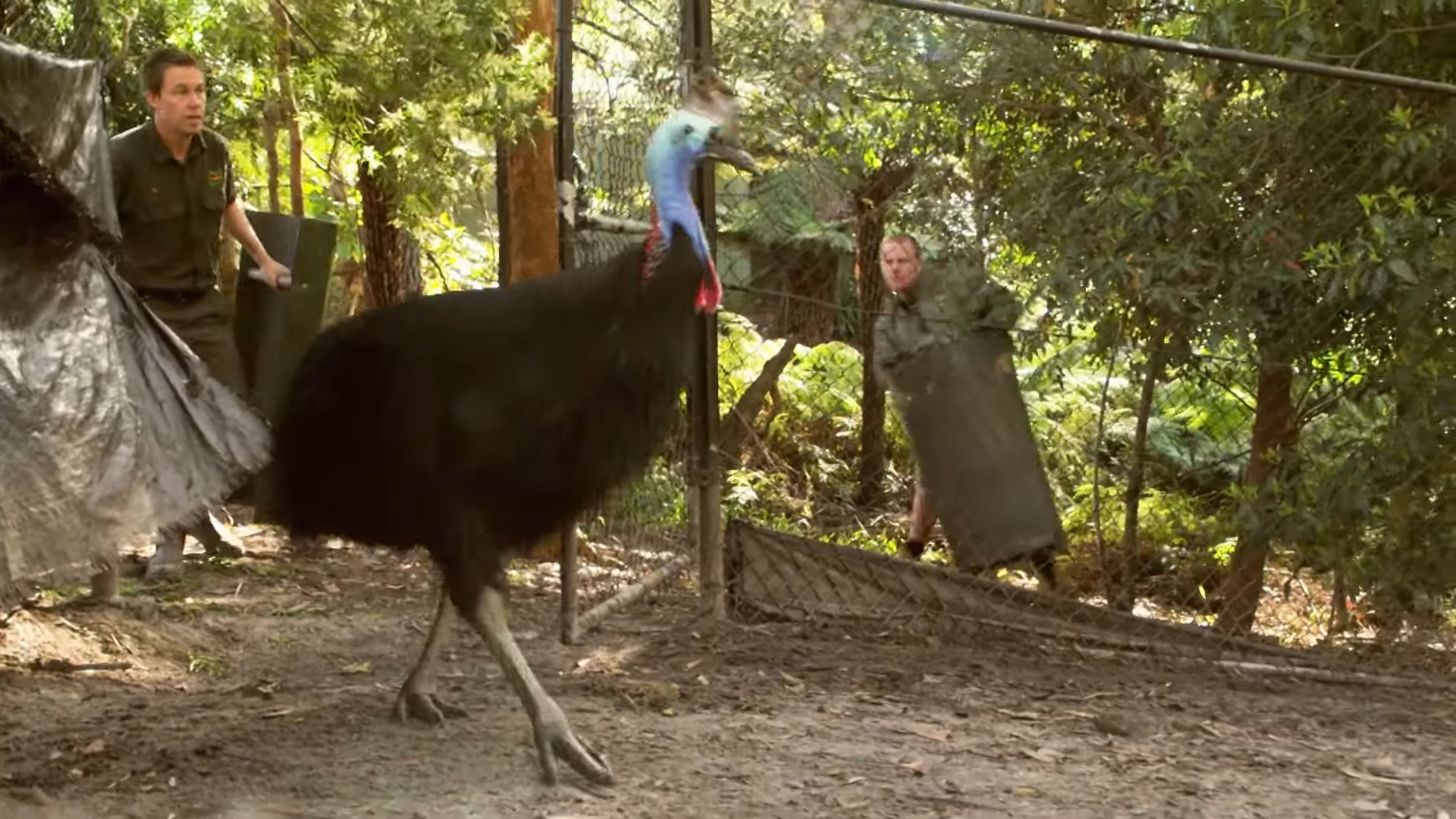 A bird capable of killing in one hit... and they have to get close to it