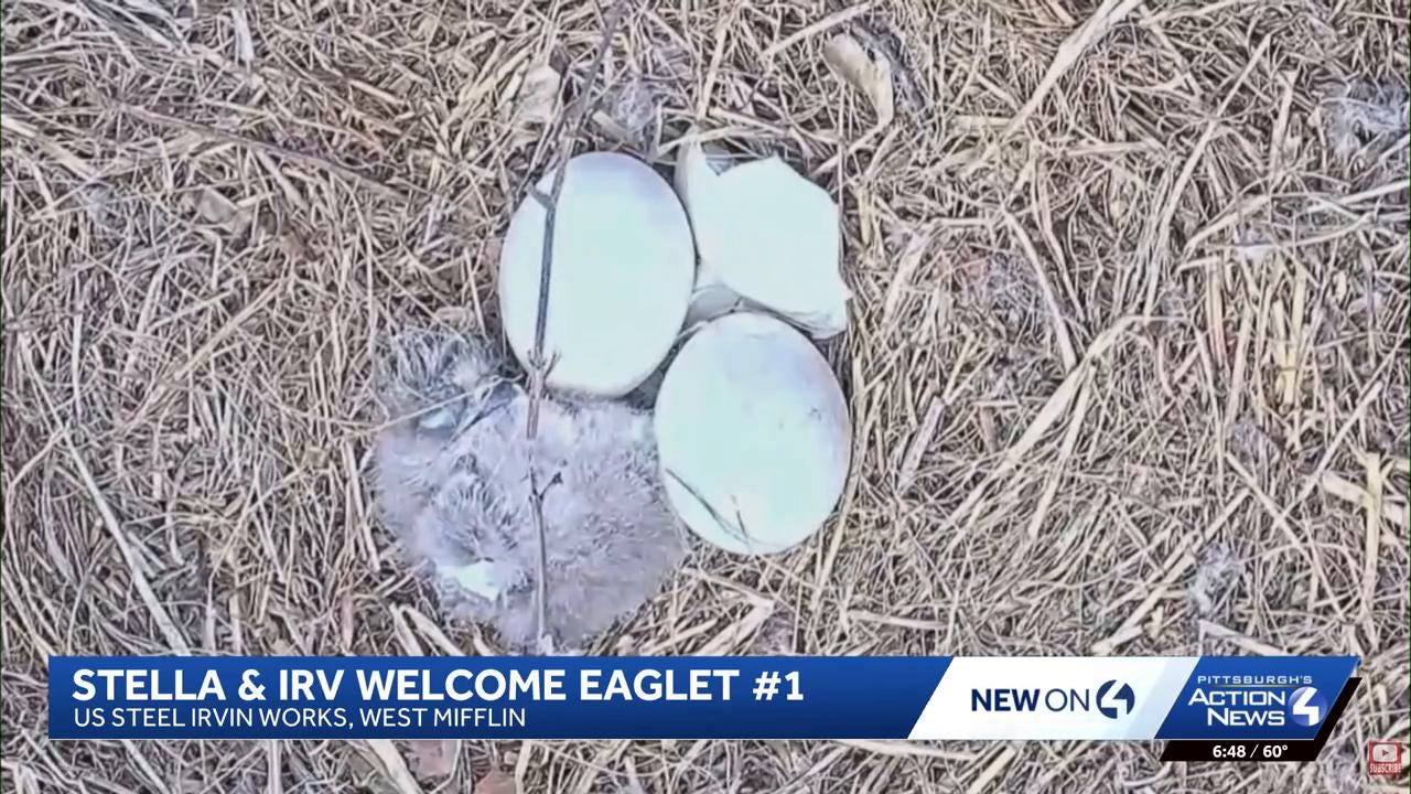 First baby eagle of 2026 hatches at US Steel Irvin Plant nest