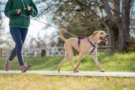 Paula Calvo, antrozoóloga: “Que un perro mueva la cola tras un paseo no ...
