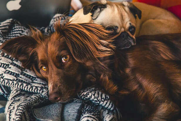 Pet first aid basics every owner should know